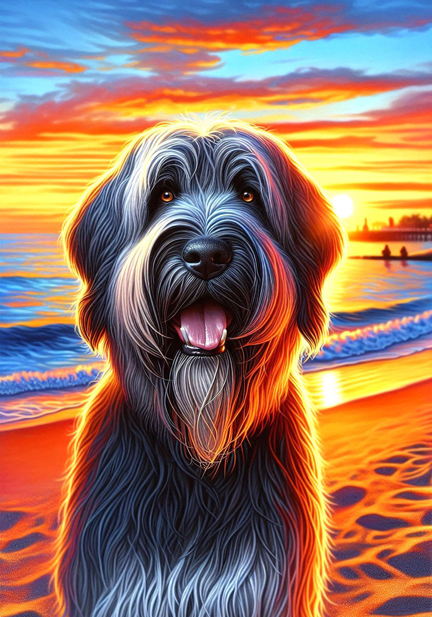 Briard Grey - Best of Breed DCR Summer Sunset Outdoor House and Garden