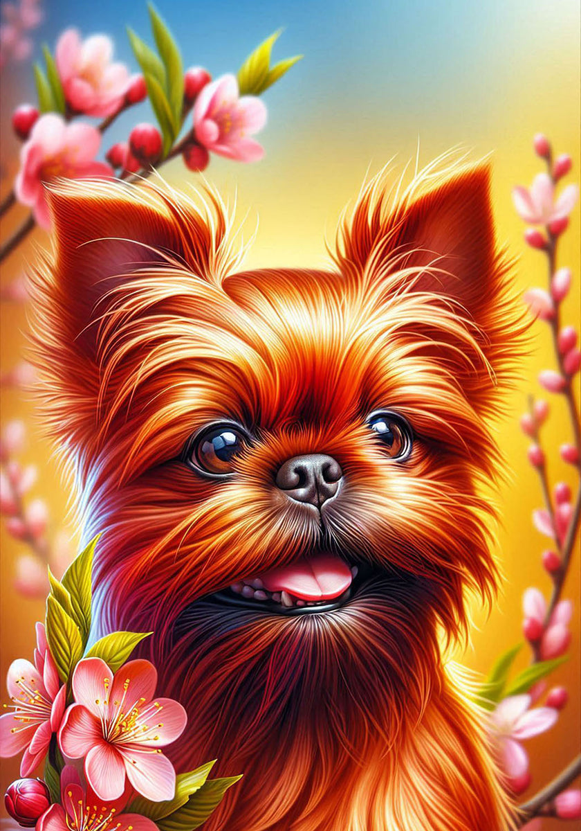 Brussells Griffon Red - Best of Breed DCR Spring II Outdoor House and