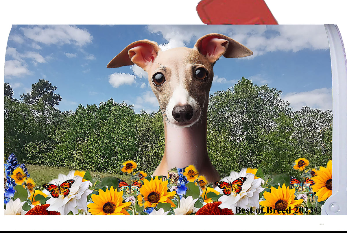 Italian Greyhound Fawn/White - Best of Breed Summer Flowers Mailbox Co