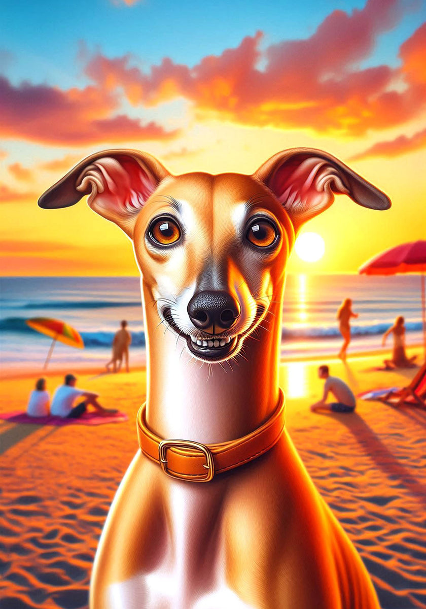 Italian Greyhound Fawn - Best of Breed DCR Summer Sunset Outdoor House