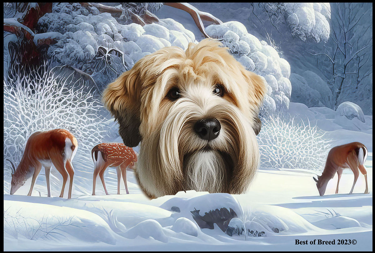 Soft Coated Wheaton Terrier - Best of Breed Winter Wonderland Floor Ma