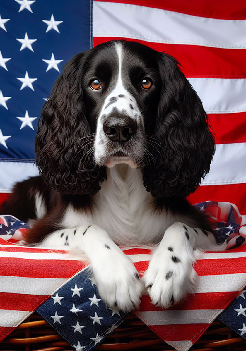 Springer Spaniel Black White - Best of Breed DCR Patriotic I Outdoor F