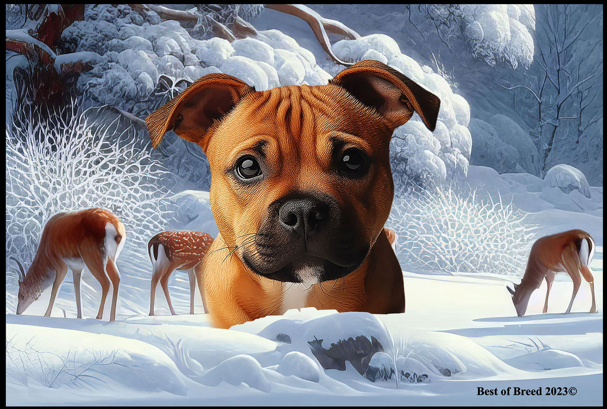 Staffordshire Bull Terrier Orange - Best of Breed Winter Wonderland Fl