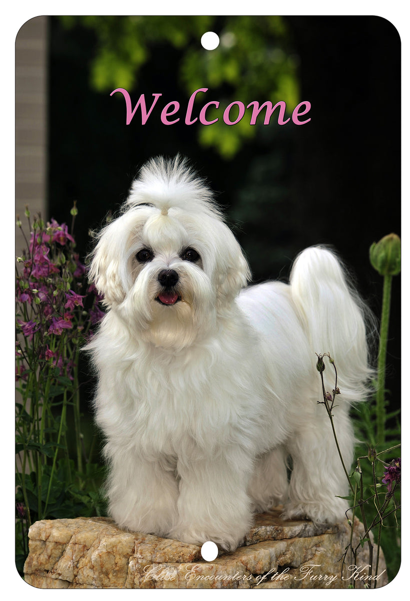 Maltese - Best of Breed Indoor/Outdoor Aluminum Sign 8" x 12"